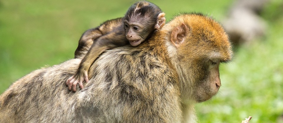 What is the largest living primate?