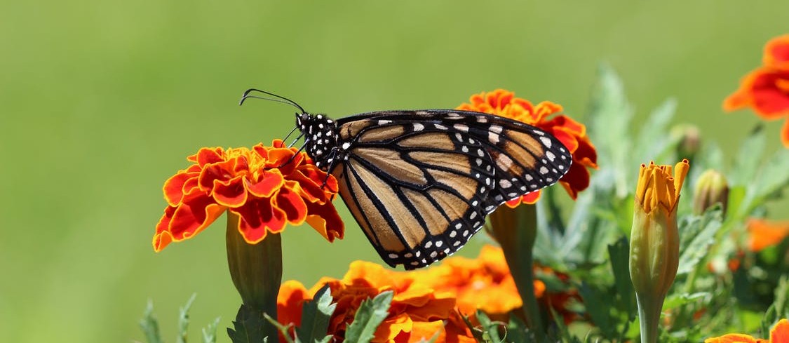 How many legs do insects have?