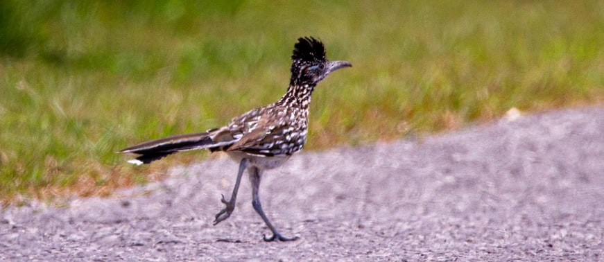 What is the average speed for a roadrunner in kilometers per hour?