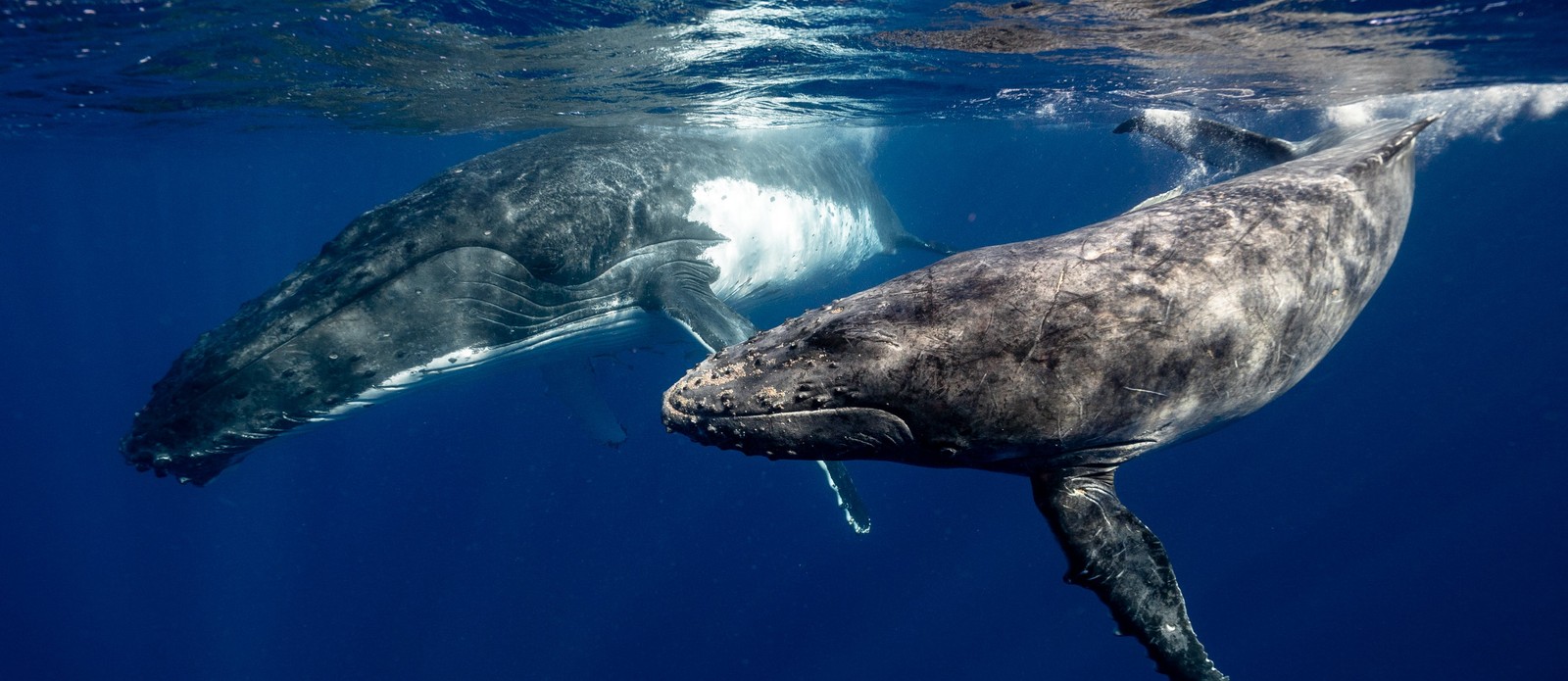 What is the name for the layer of fat found on some sea creatures?