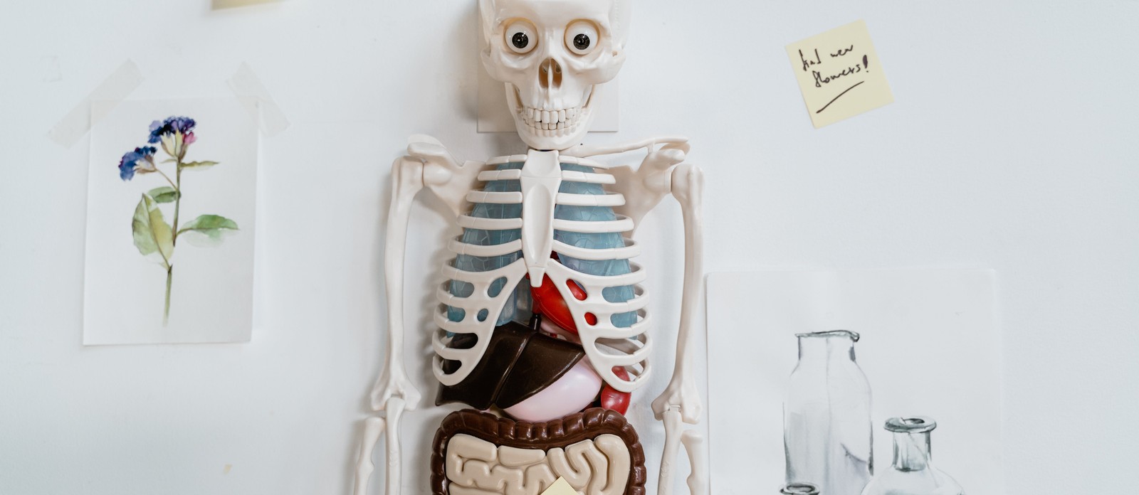 What organ in the human body has no known function?