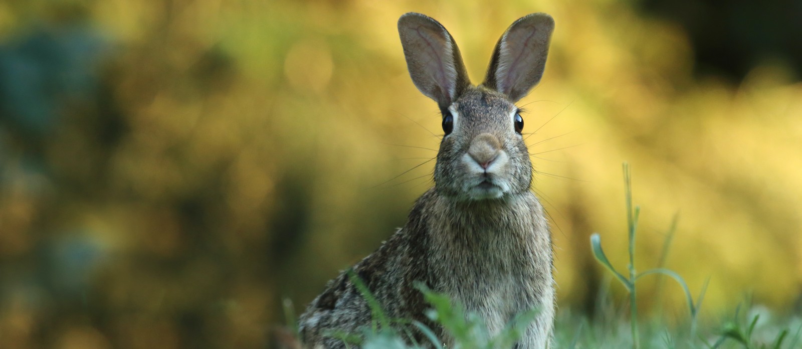 Whose vegetables does Peter eat in 'The Tale of Peter Rabbit'?