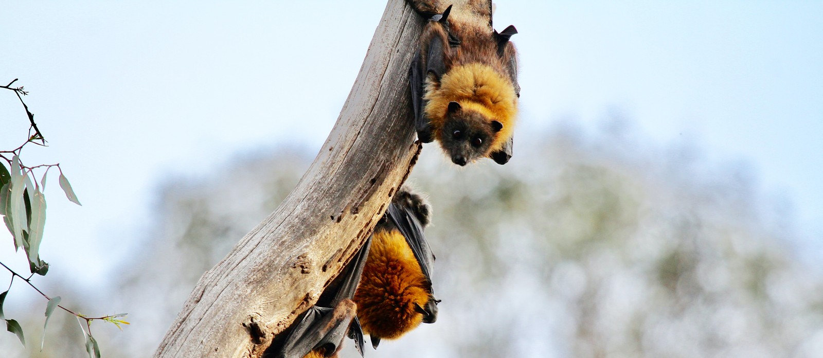 What U.S. city is also known as "Bat City"?