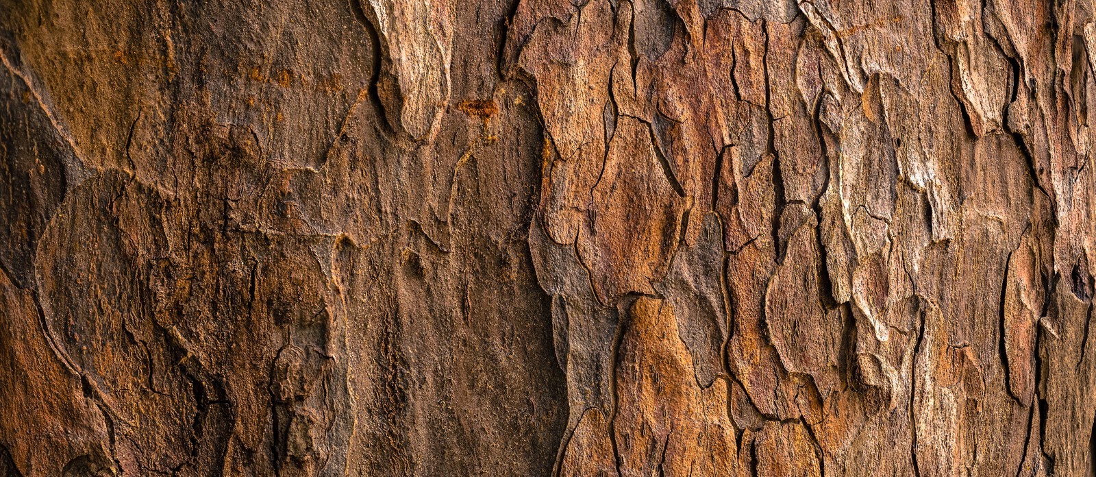What is the purpose of tree bark?